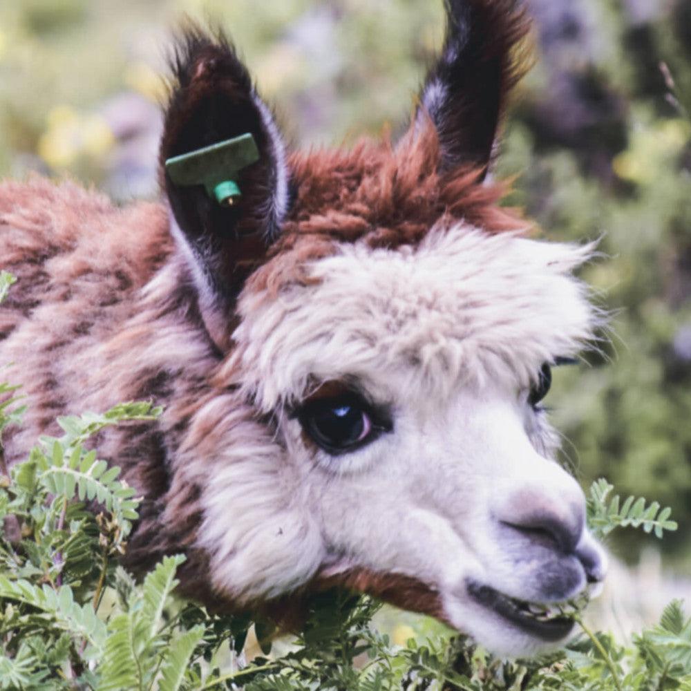 Why Is Alpaca Wool Less Itchy Than Merino? | Arms of Andes