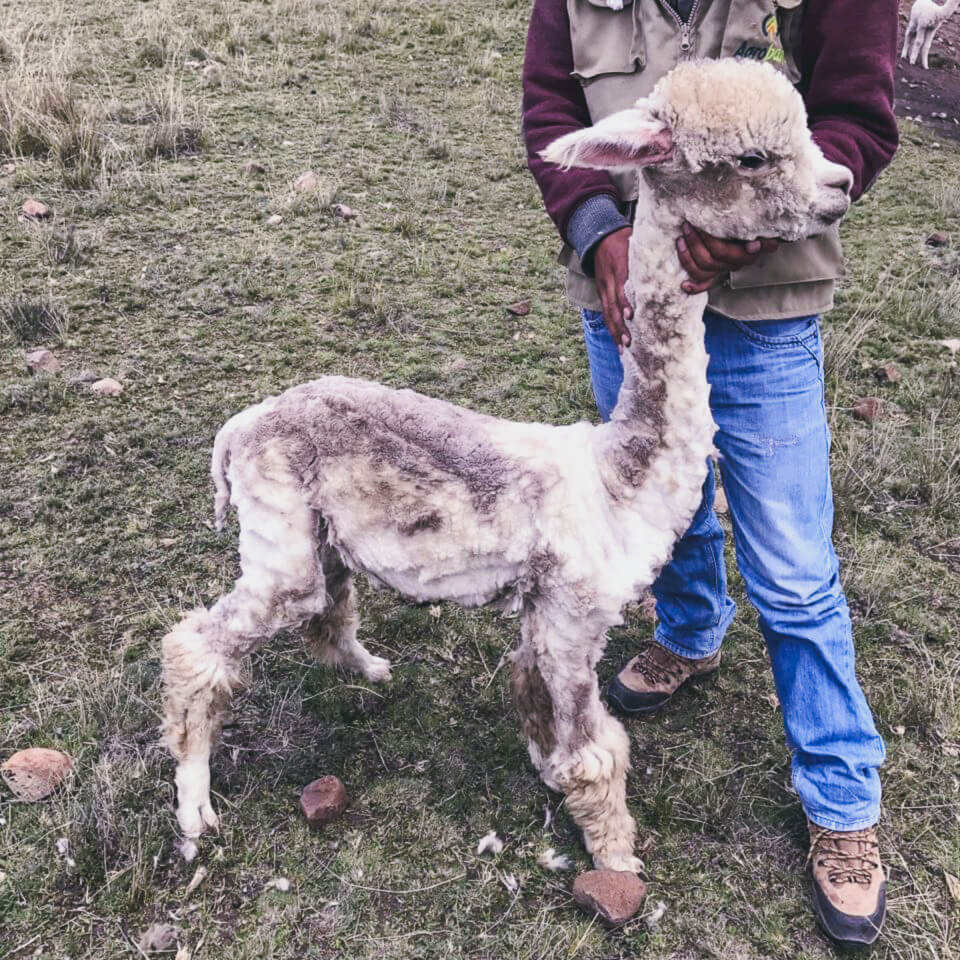 What Is Baby Alpaca Wool And Is It From An Alpaca Baby? – Arms of Andes