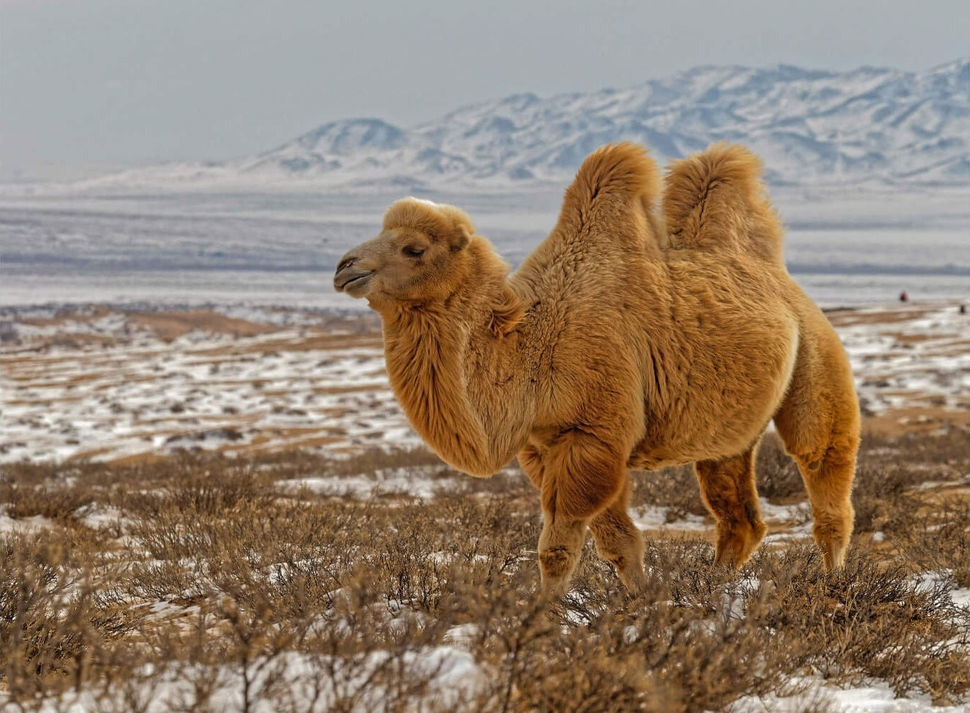 The History of Alpaca – Arms of Andes
