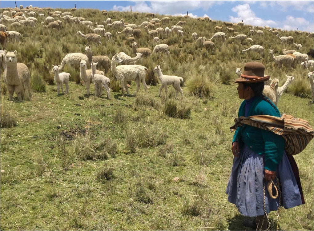 The History of Alpaca – Arms of Andes